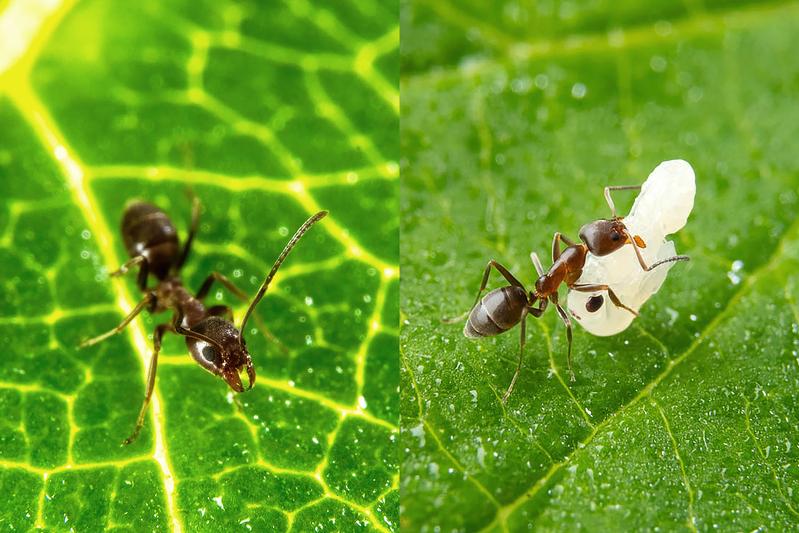 Horizontal gene transfer: How fungi improve their ability to infect insects