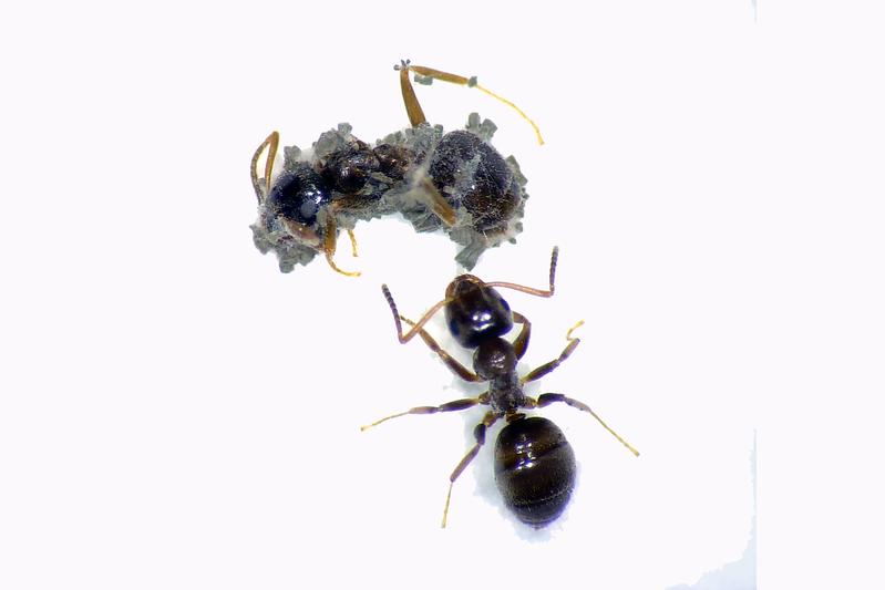 Horizontal gene transfer: How fungi improve their ability to infect insects