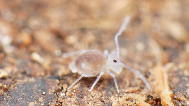 Unknown helpers of the soil: How invertebrates support the ...